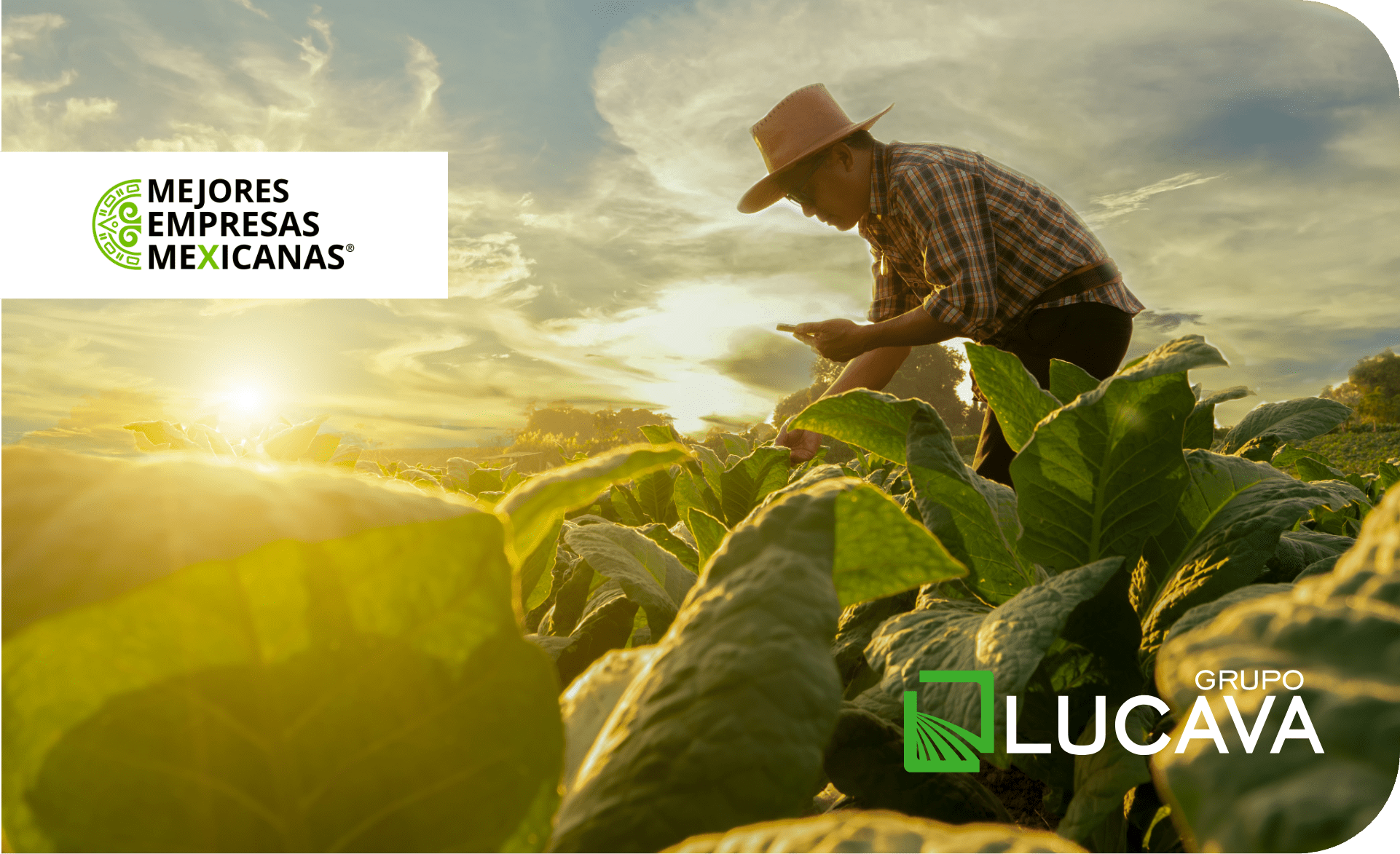 NEOFERTIL – Mi Cultivo, Sano y Fuerte